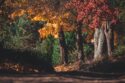Home - SugarBushes.com